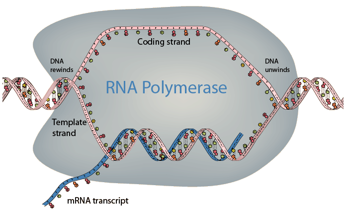 DNA To RNA Transcription